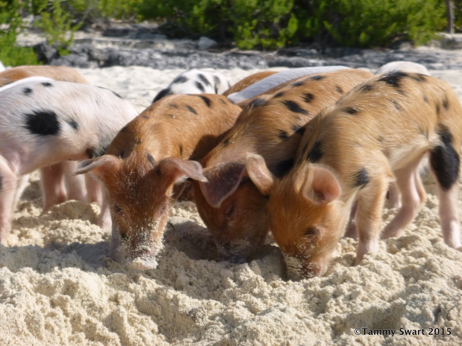 Things we did today...: Just Piddlin' And Christmas Too