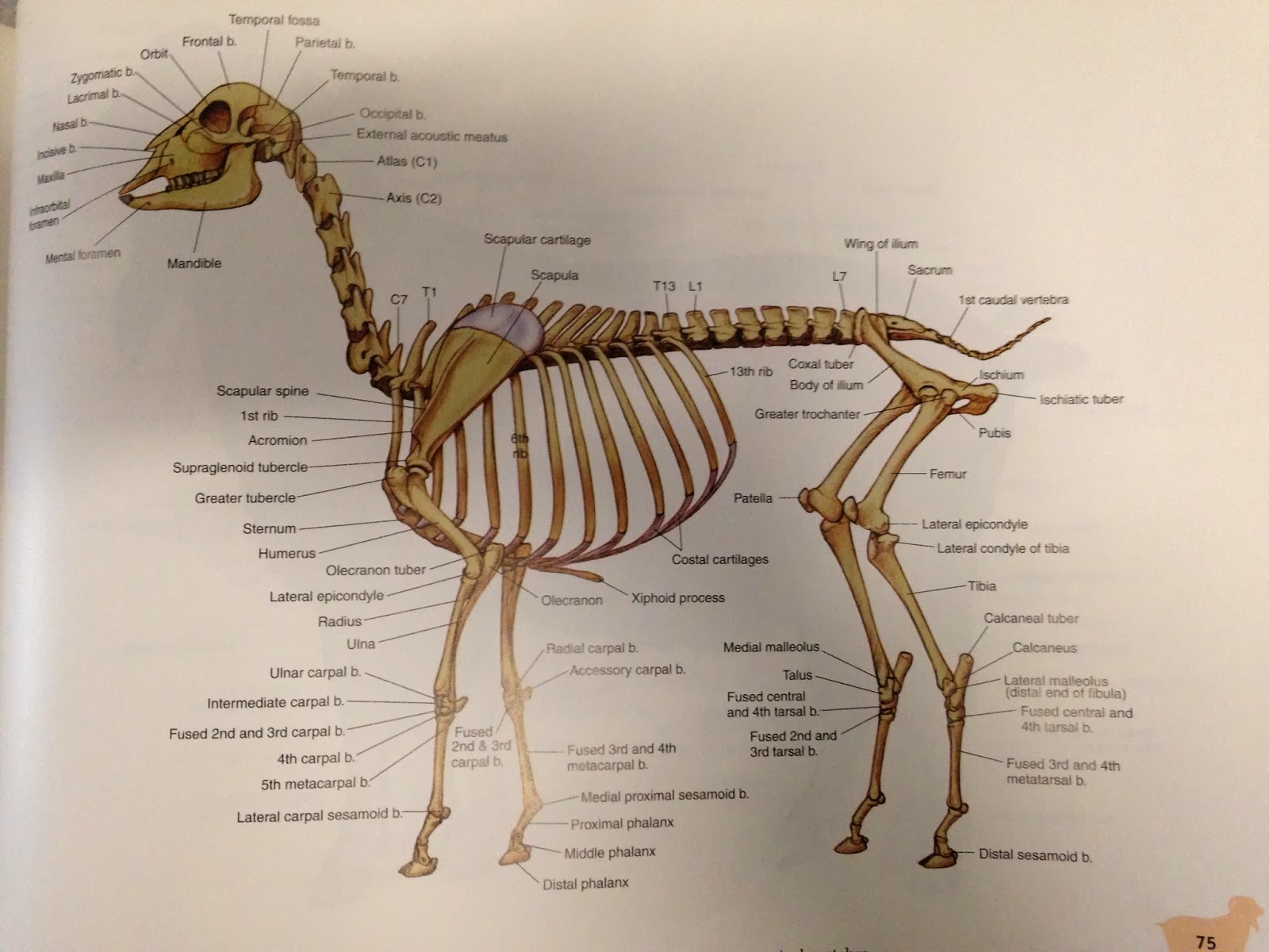 Papa Ram's Rigging Spot: Ram Anatomy