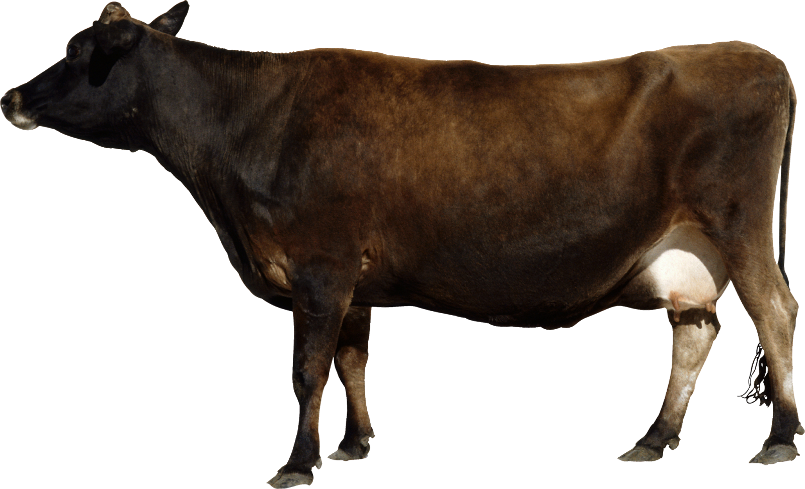 Bem Fácil PNG : Vacas