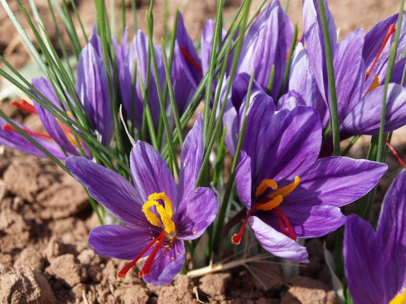Saffron Chicken Blog : April 2013