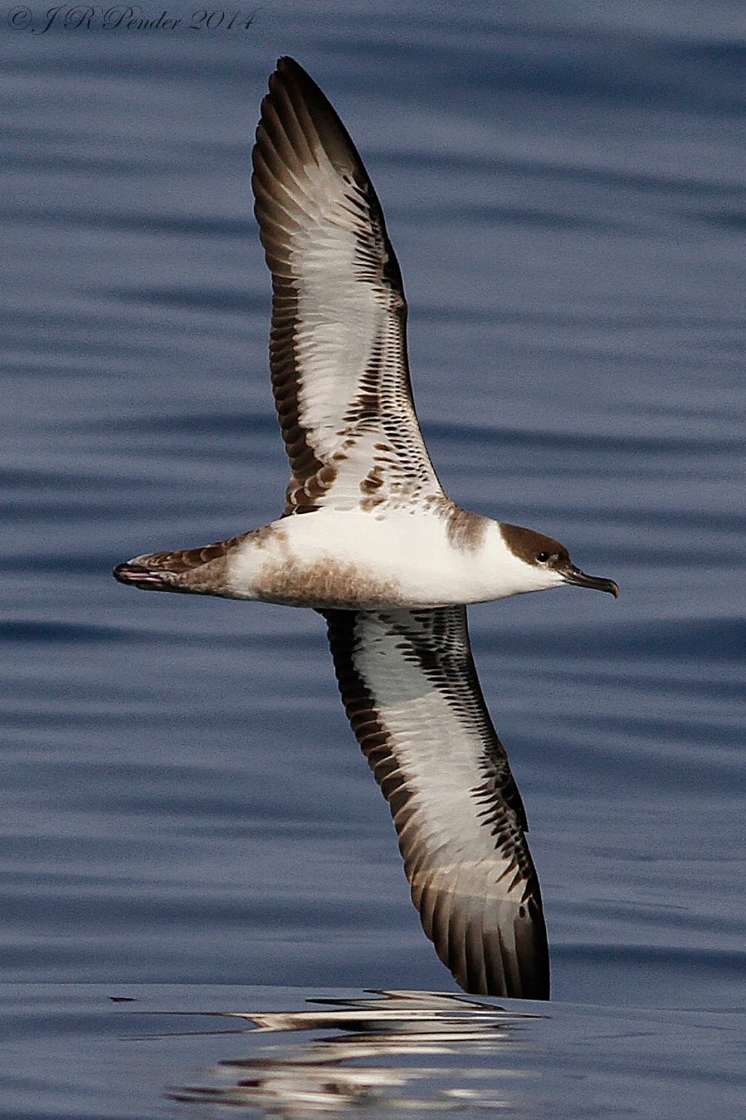 Joe Pender Wildlife Photography: Great Shearwaters