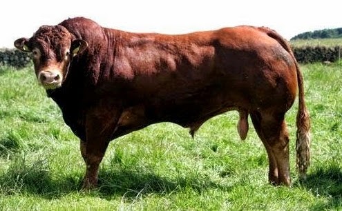 JUAL BIBIT SAPI: Sapi Limosin, Spesies Sapi Potong Terbesar