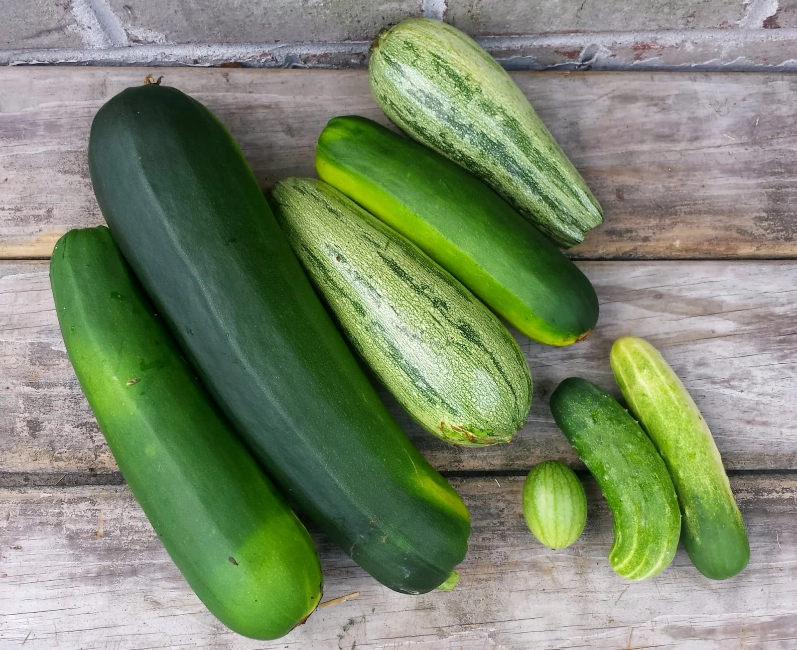 Our Melon and Squash Garden | The Harvest - Fresh Eggs Daily® with Lisa ...