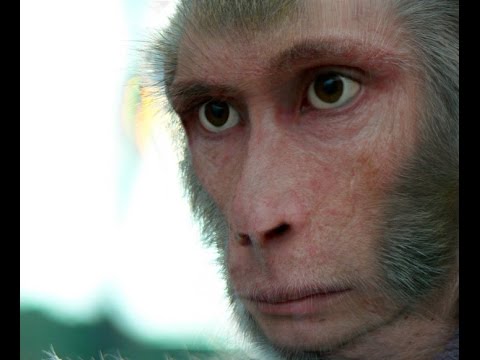 Large Monkey With Human Face Spotted In Suburbs Of Detroit