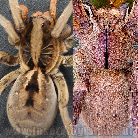 Insetologia - Identificação de insetos: Como diferenciar uma aranha ...