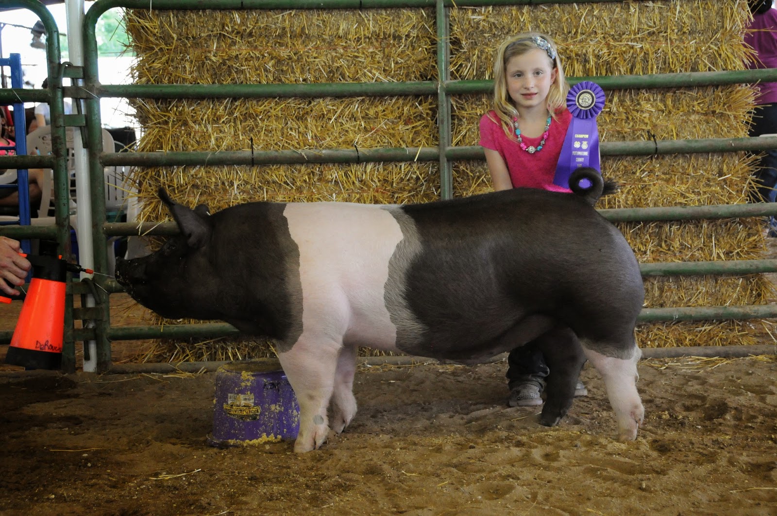 Fink Farm Show Pigs: 2013 Winners