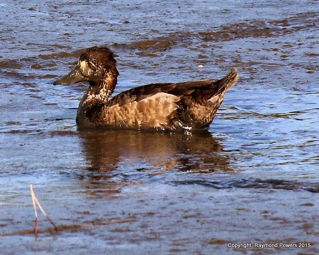 PURE FLORIDA: Muddle Mucks: Scaup Mud Patrol
