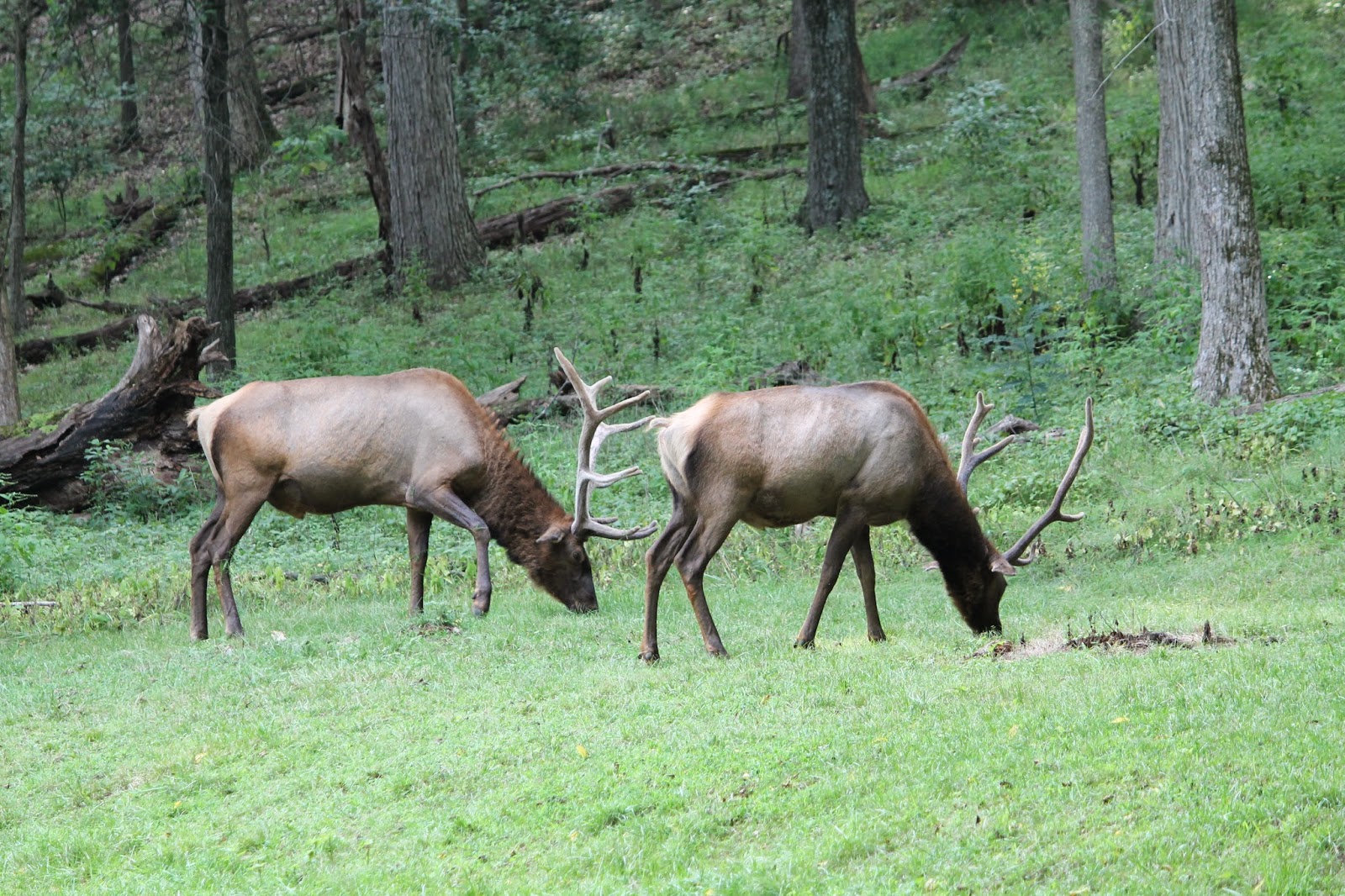 The Missouri Mom: Best time to see the Elk at Lone Elk Park in St Louis ...