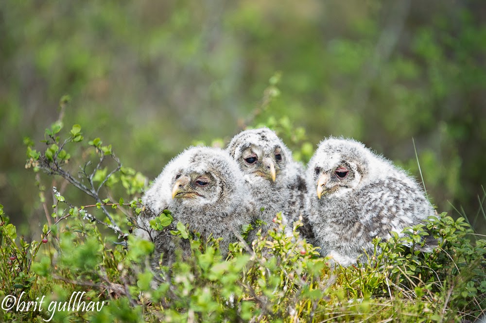 BritsBesteBilder: Ugler i mosen