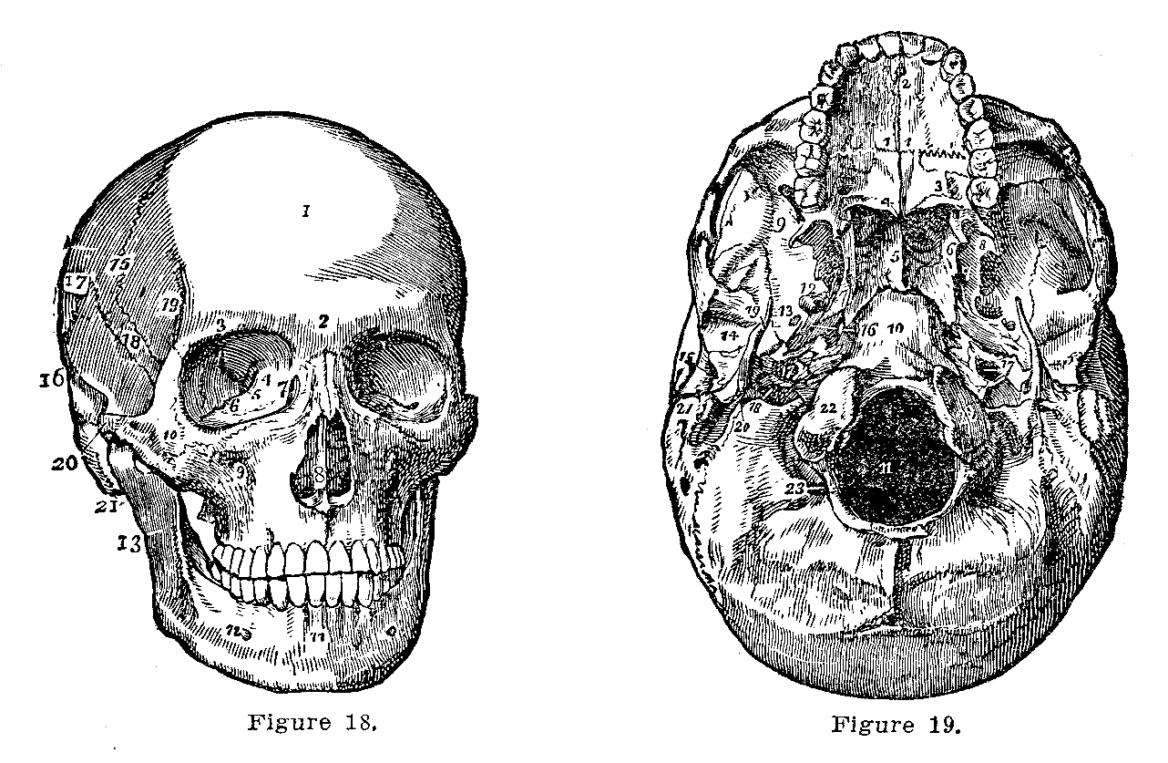 Digital Stamp Design: Free Human Skull Digital Stamps: 2 Views of Human ...