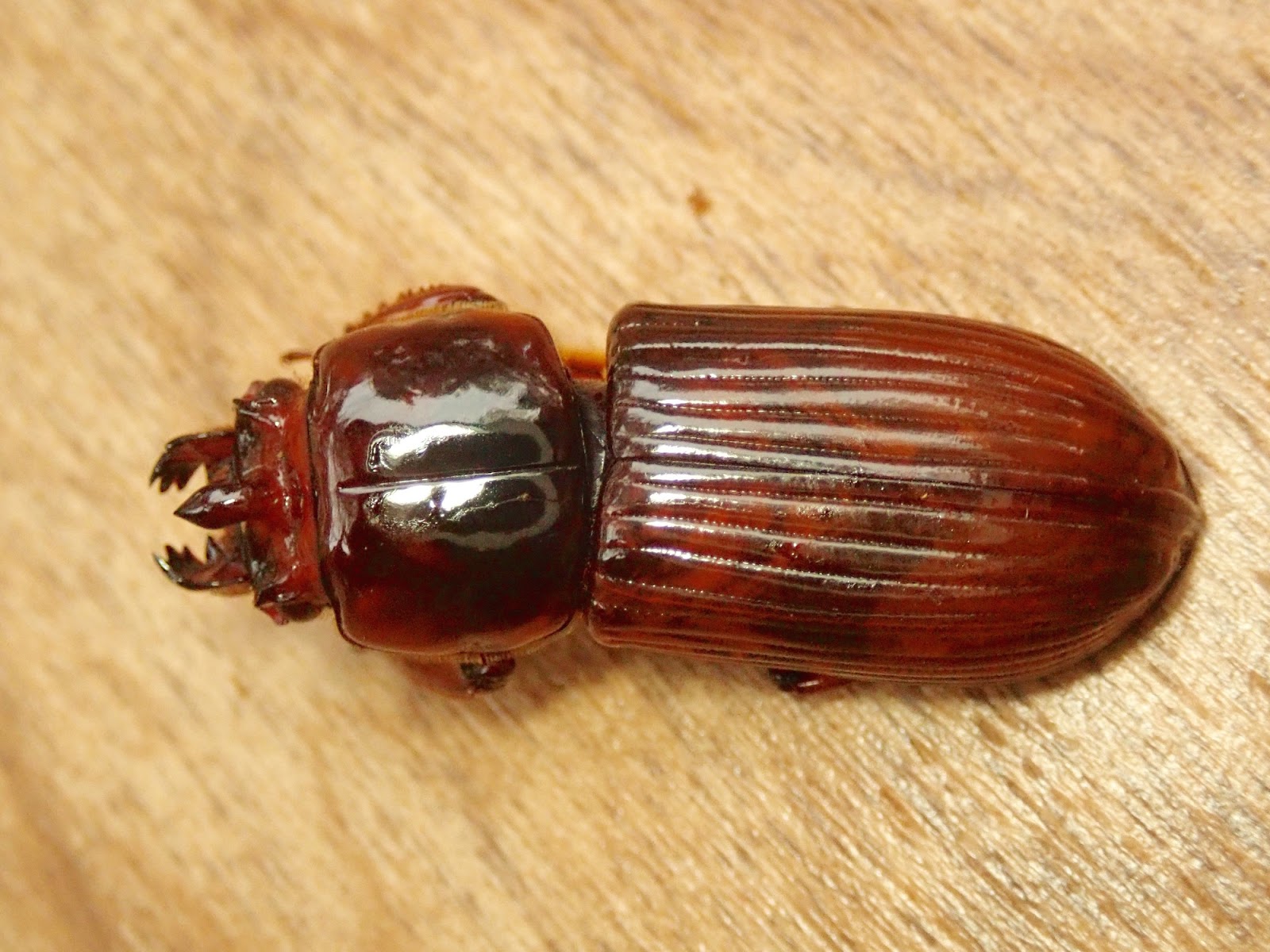 Springfield Plateau: Mite-y Bess Beetles