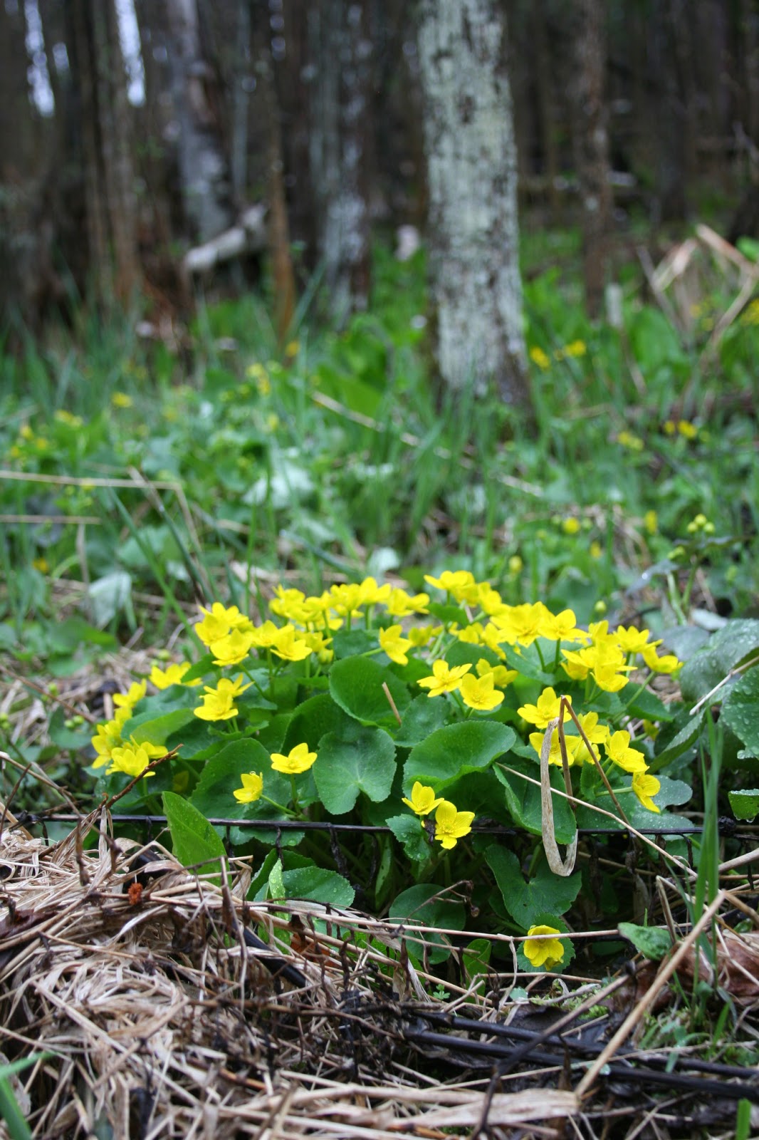 Isabella Conservation District Environmental Education Program: Spring