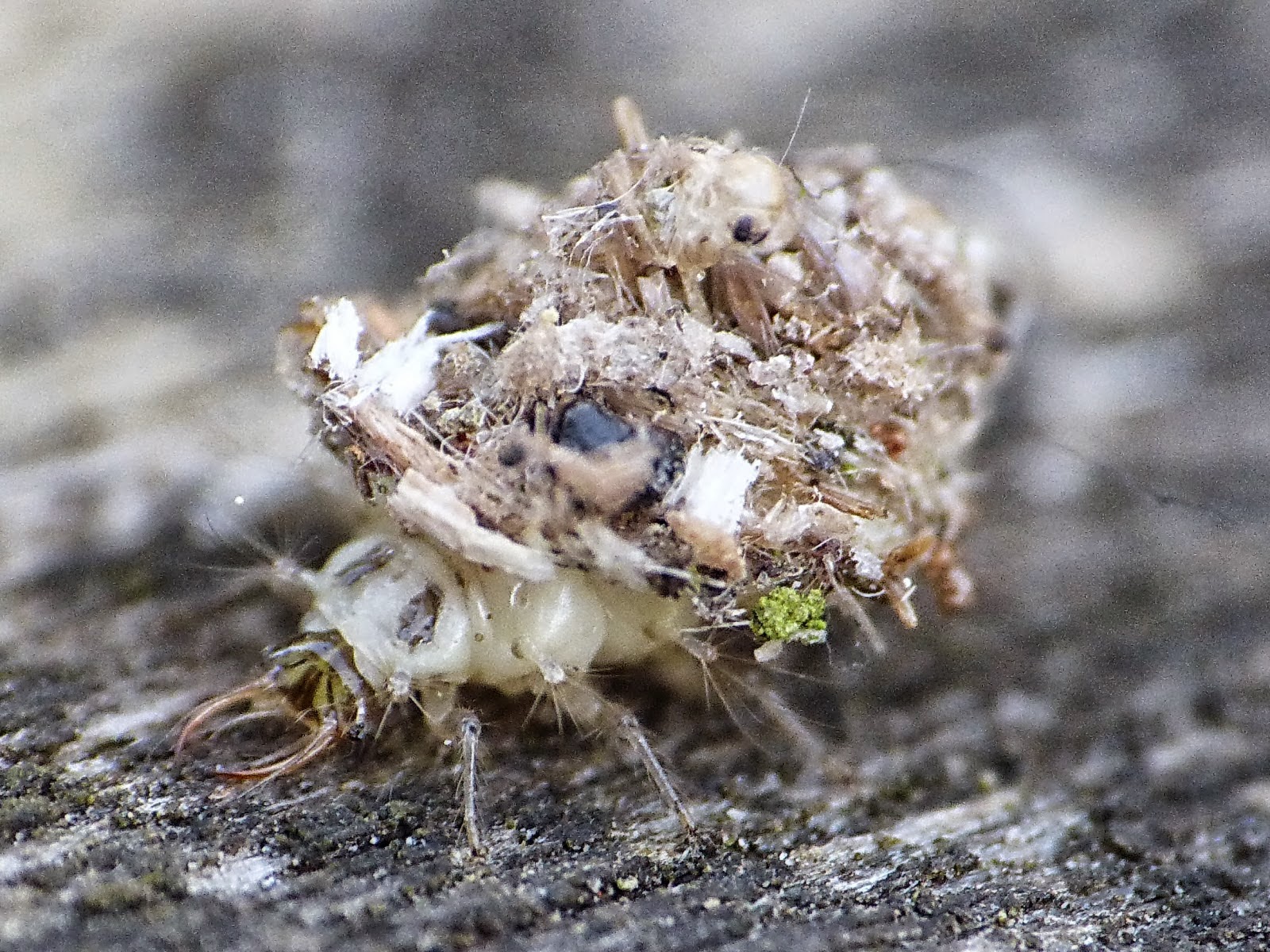 The Meditative Gardener: Lacewings
