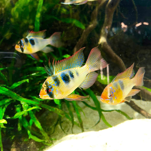 Bonney Lassie: Inside The Amazon Spheres Part II