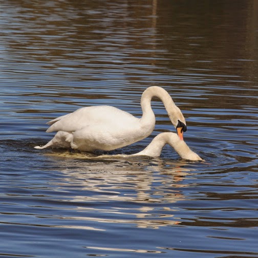 British Birds: Mute Swans Mating Ritual