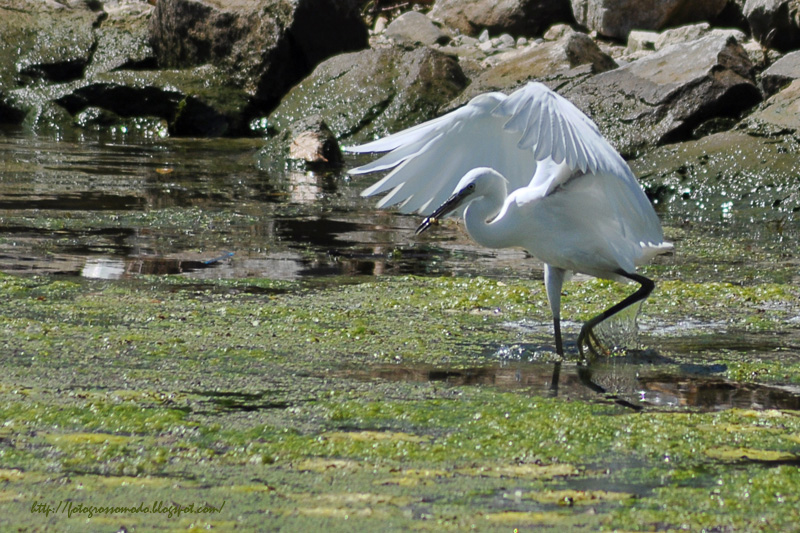 In linii mari: Pasari