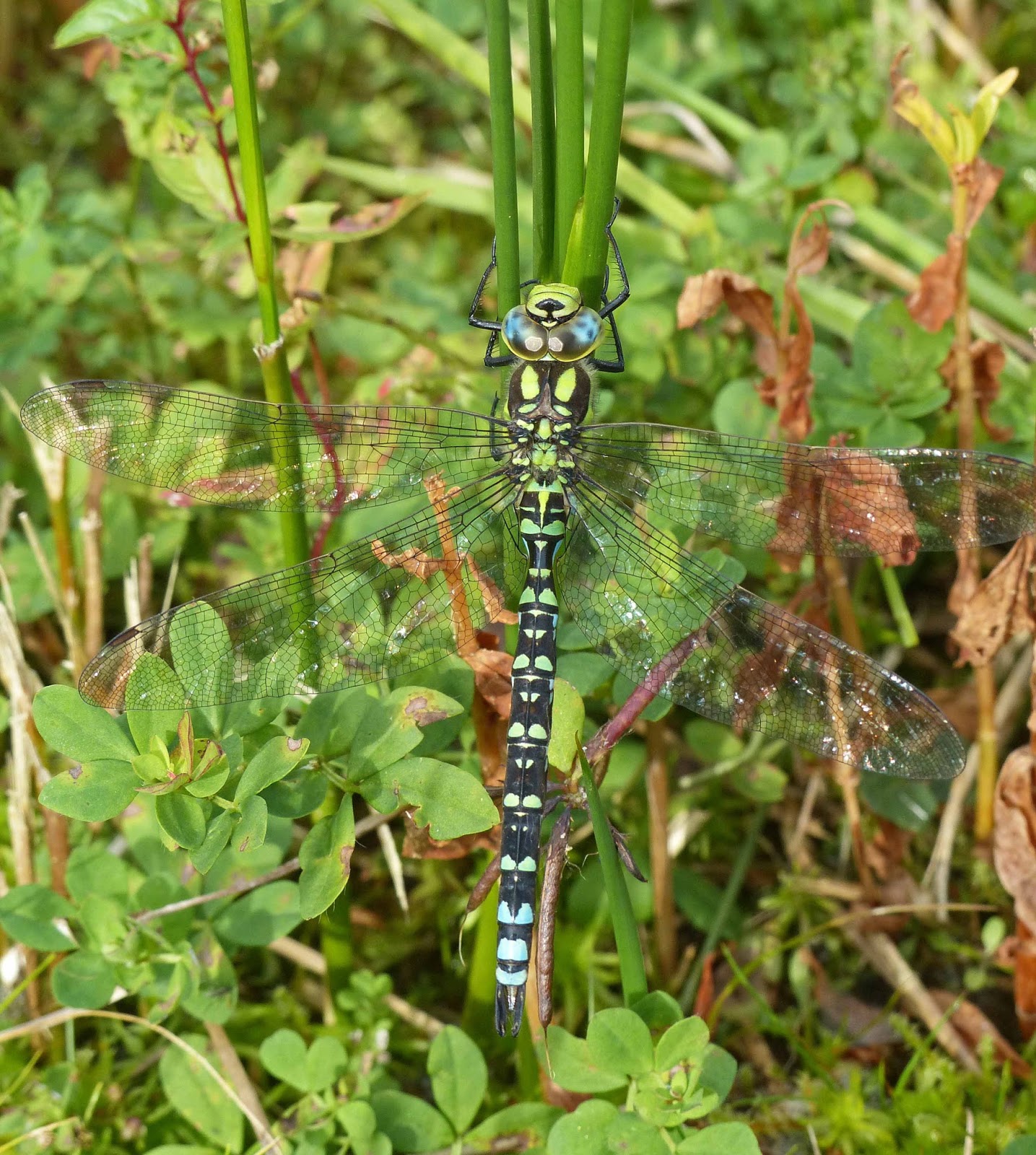 Insects of Scotland: Dragonflies/Damselflies