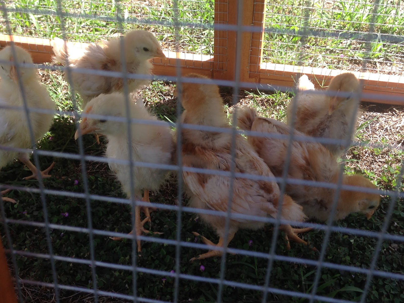 Vegetable Gardening in SW Florida: The Chickens Are Now On The Farm!