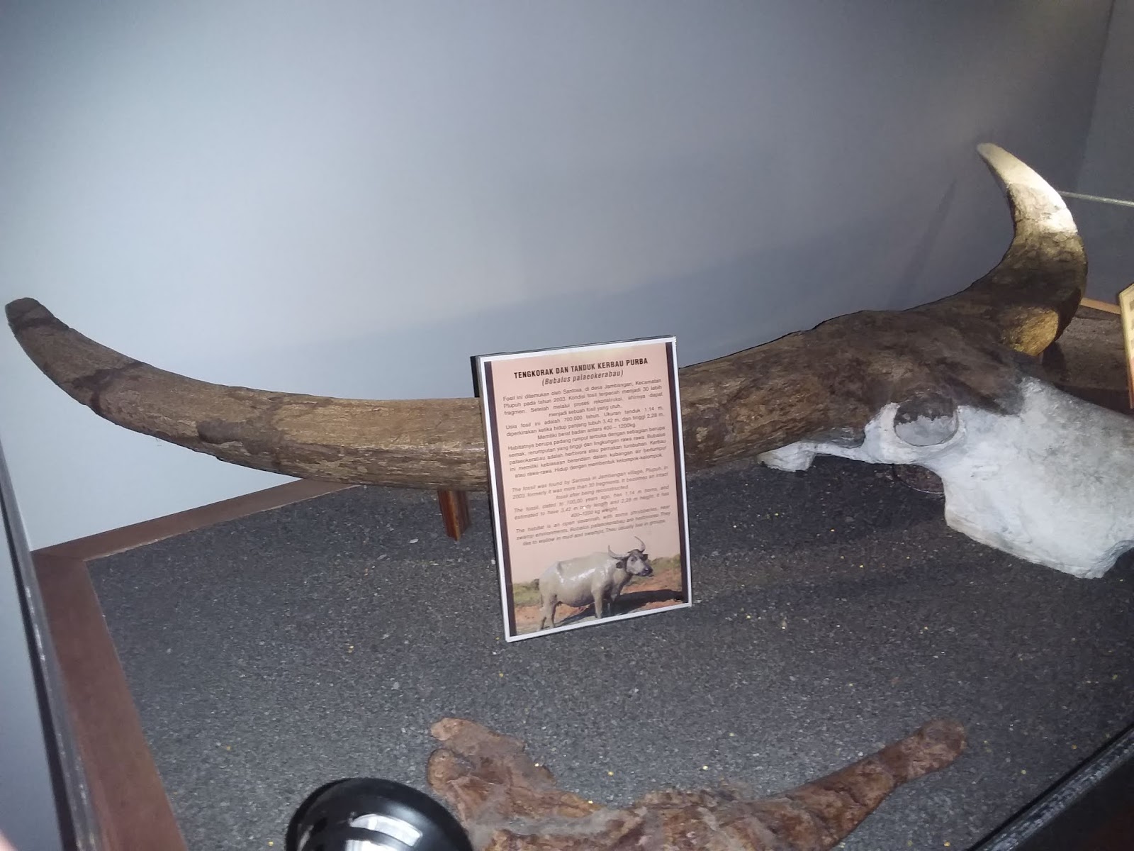 Sangiran Museum the World Heritage Site