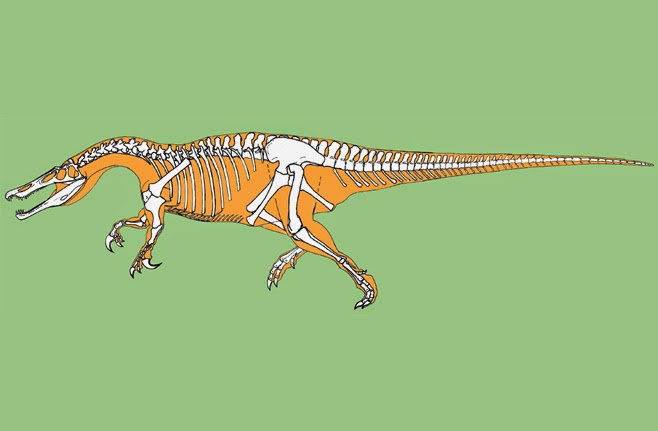 A Mesozoic Mosaic: Excitement over a new Spinosaurus aegyptiacus mount.