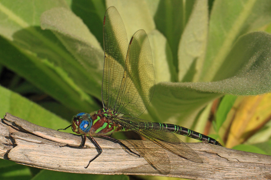 Earth and Space News: Swamp Darner Dragonfly Habitats: Green Marks ...