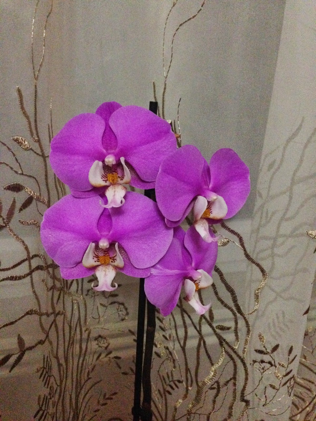 Florile lui Deni: Orhideea mov cu floare mare, un vis implinit mai ...