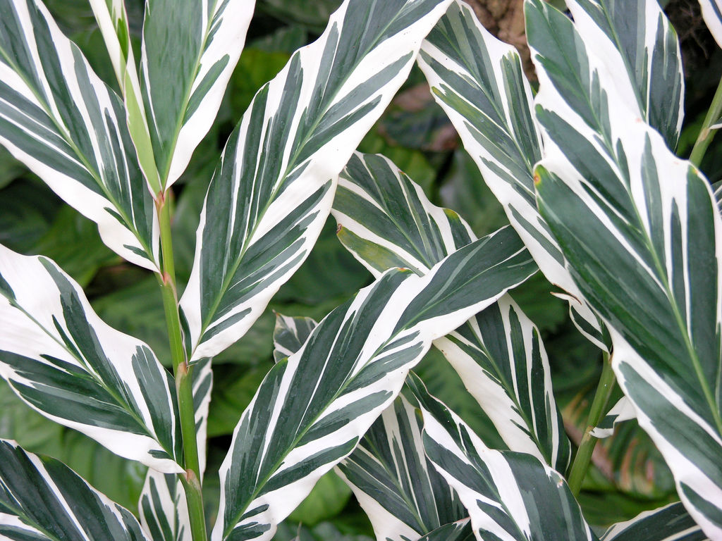 Espaço da Jardinagem: Alpinia