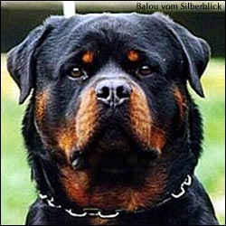 Rottweiler