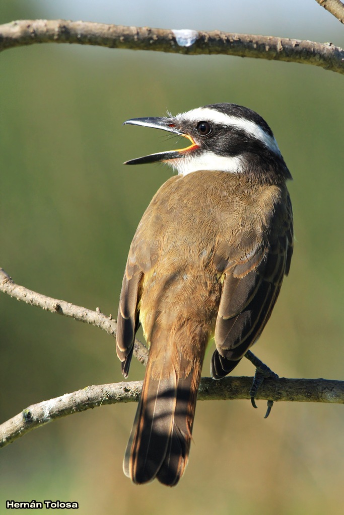 Aves de Argentina: Benteveo común (Pitangus sulphuratus)