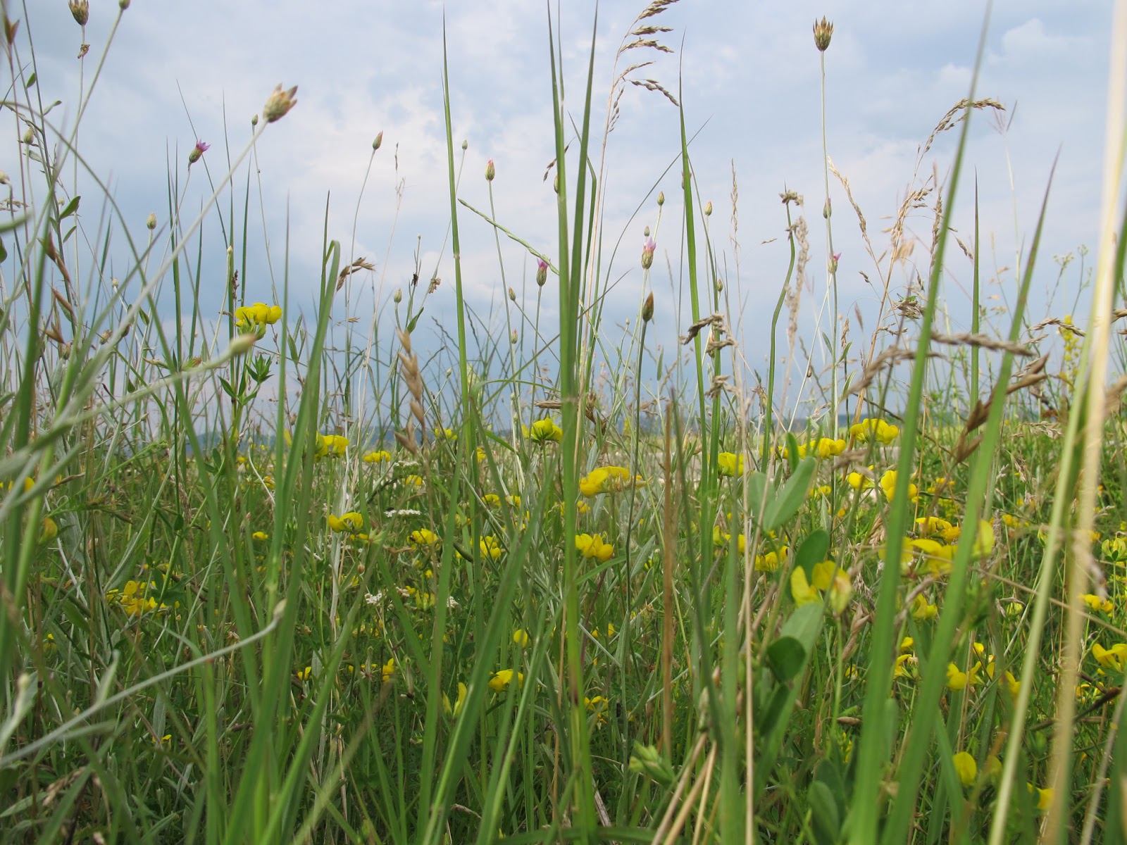 Floarea -bunica: Miercurea fara cuvinte- Flori de camp