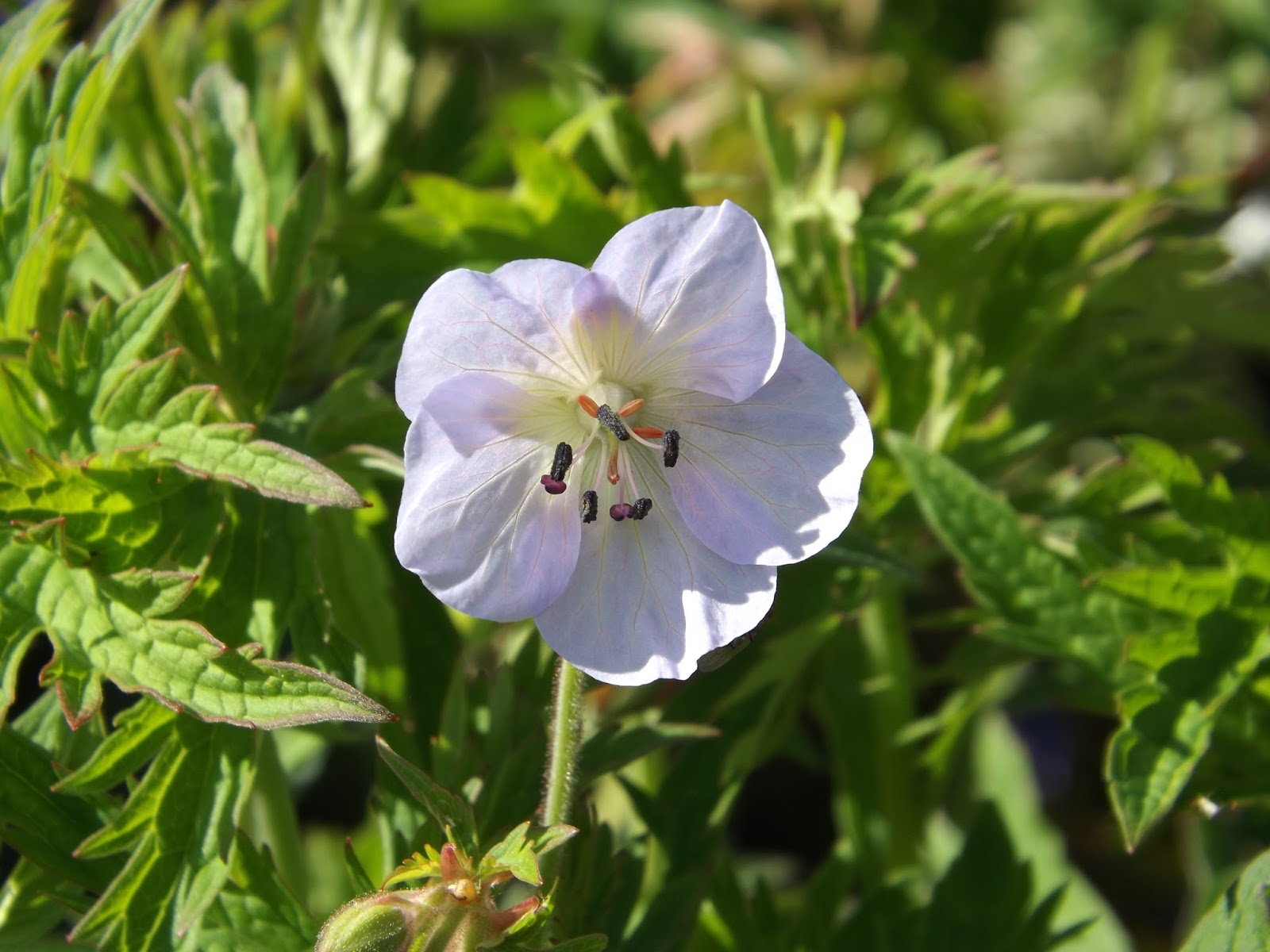 Le Jardin de la Salamandre: Geranium pratense