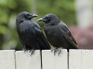 Piccalilli Pie: Monday, January 09, 2012