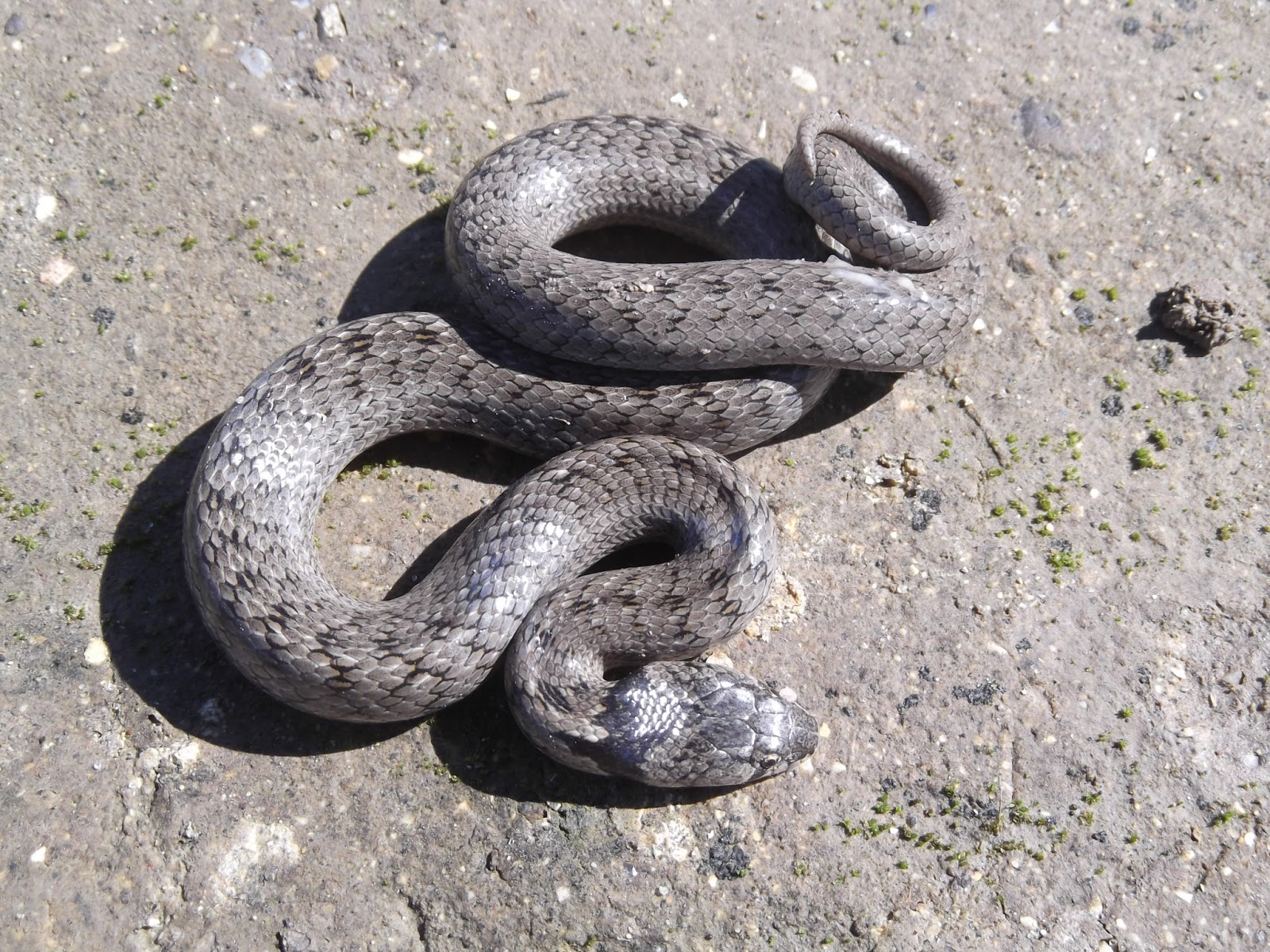 La senda del naturalista: Culebra de cogulla occidental.