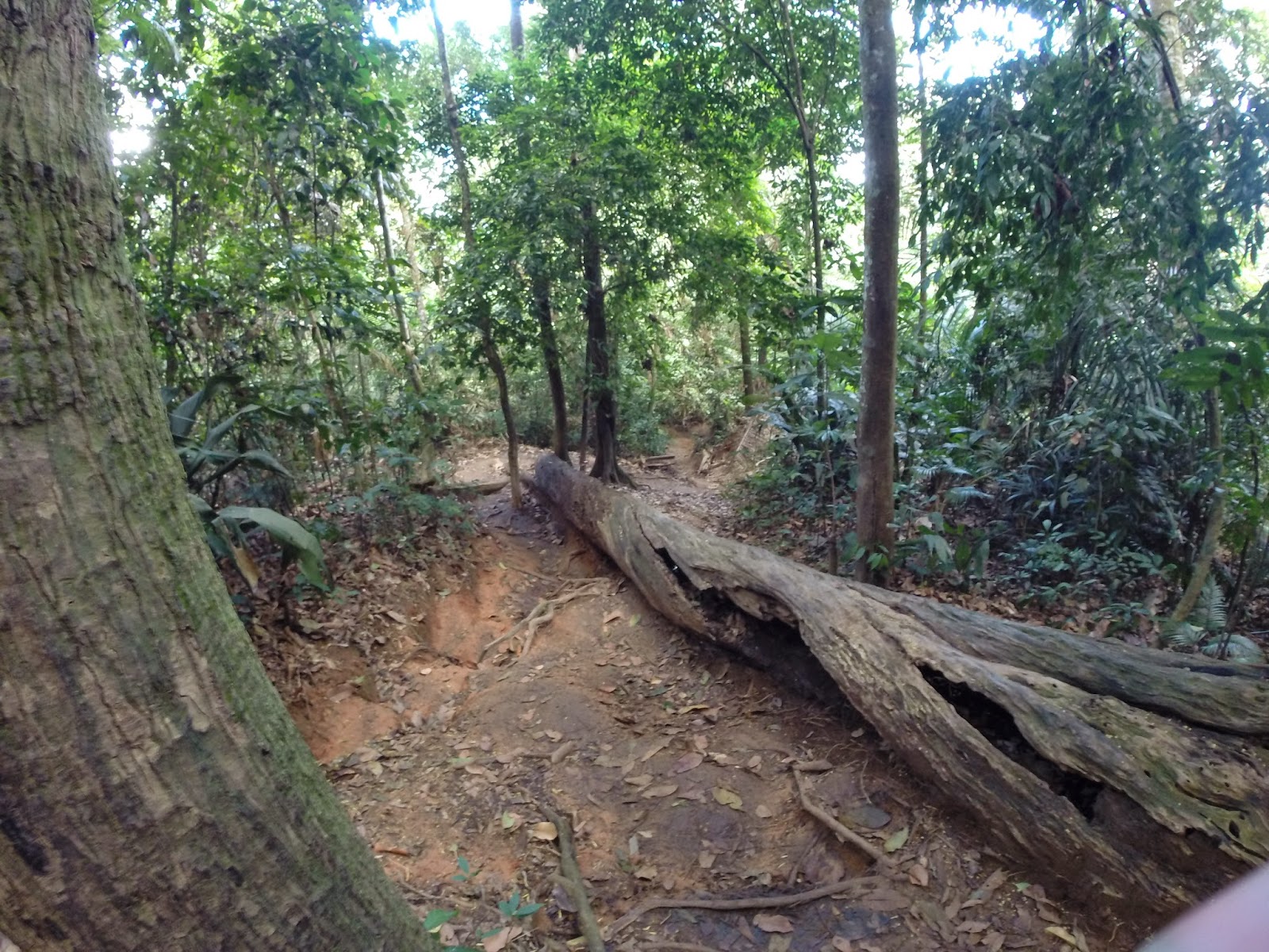 Hiking and Stuff: Gunung Datuk