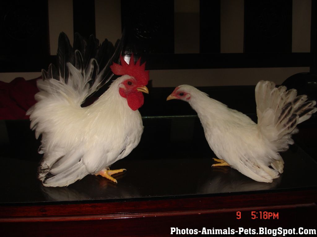 Dangerous of Wild Animals: Photo "White Chicken"