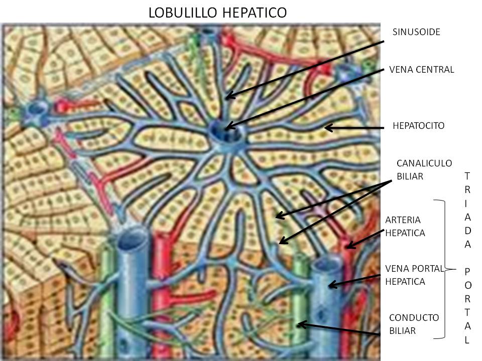 Fisiologia de Marin: Lobulillo hepatico, acino y hepatocito