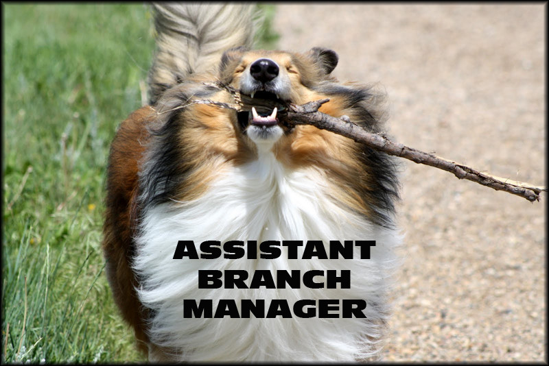 My Assistant Branch Manager Dog | Funpicc