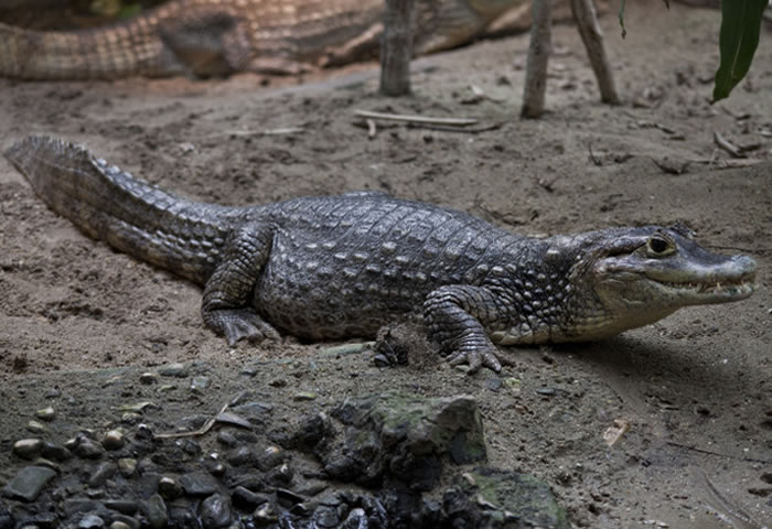 Zoología: Caiman De Anteojos