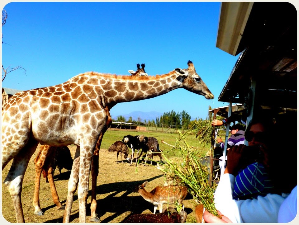Viajes de Pecoas: Safari Rancagua: La interacción con los Leones.