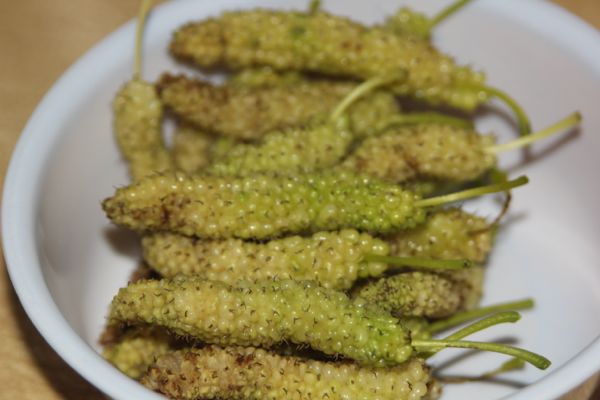 Mudflower: White shahtoot mulberry