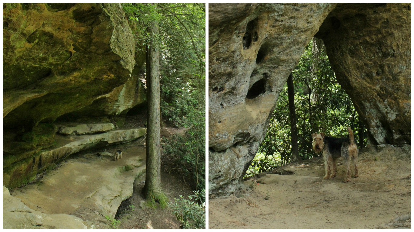 Barrett's Happy Trails : Kentucky - Sassafras