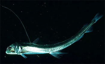 Ikan Viper Sloane, Pelahap Maut yang Penuh Cahaya | RE Tawon