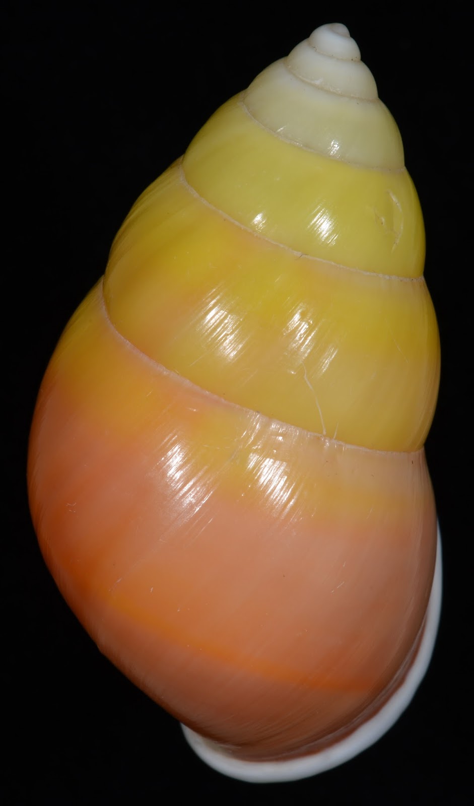 Dr. Lee's Gallery Museum: Amphidromus perversus solemi 44.17mm (Orange ...