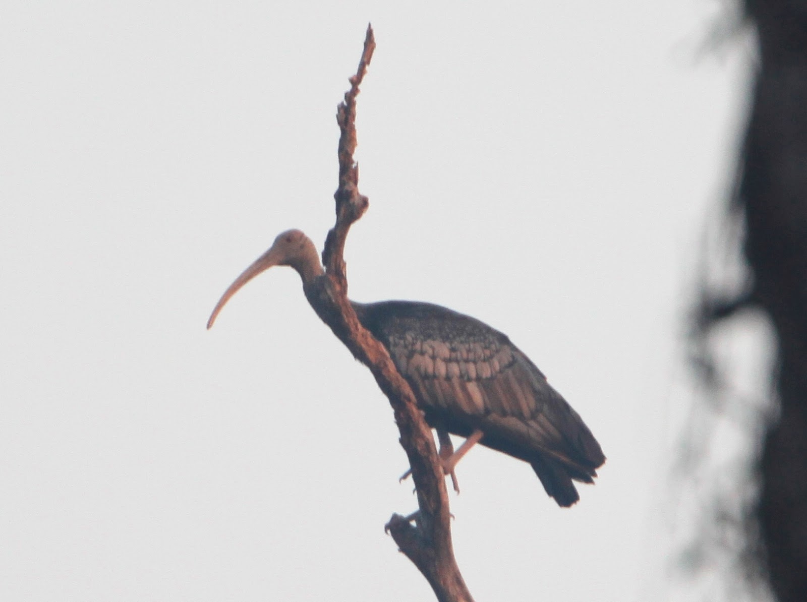 Sydøstasien: Cambodia