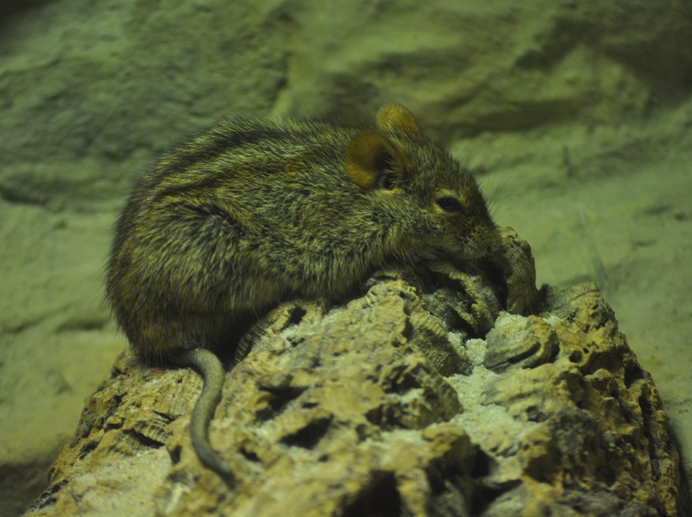 ZOOTOGRAFIANDO (6.100 ANIMALS): RATÓN DE CUATRO RAYAS DE XERIC / XERIC ...