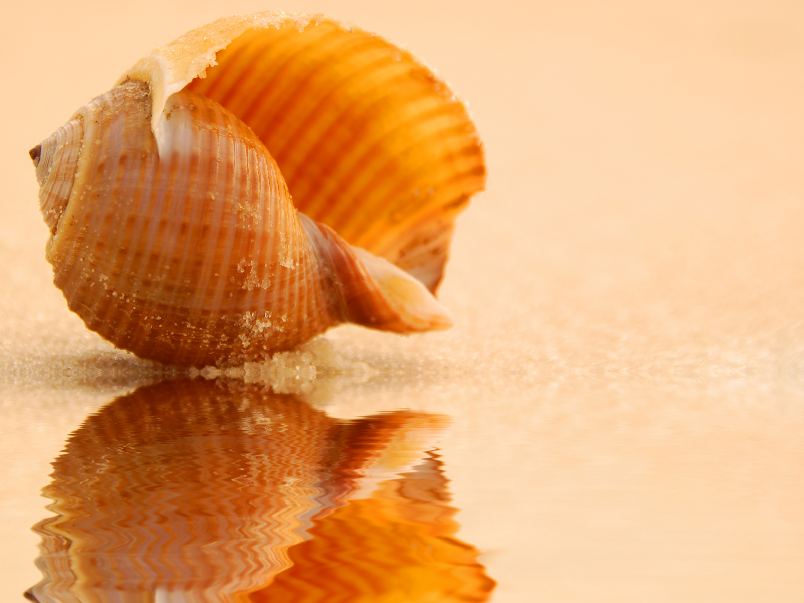 Seashell Photography ~ photography in a blog