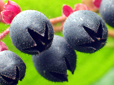 Temperate Climate Permaculture: Permaculture Plants: Salal or Shallon