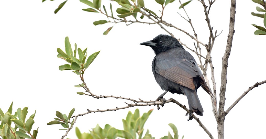 Tordo (Curaeus curaeus) ~ Fauna de Santiago