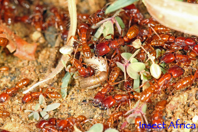 - Ants of Southern Africa -: Dorylus helvolus: the Red Driver ant