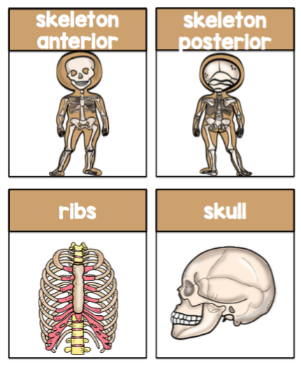 Skeleton System Mini Printable ~ Preschool Printables